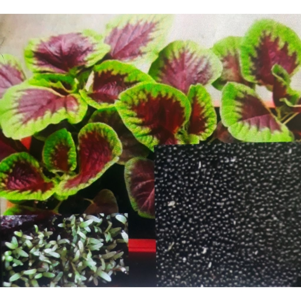 Jual Bayam batik/loreng murah siap semai | Shopee Indonesia