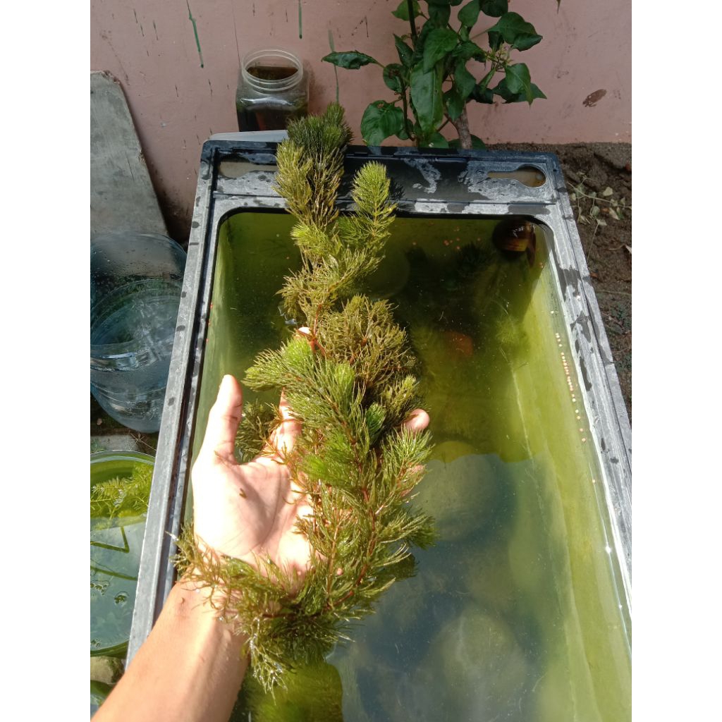 Jual tanaman air ganggang hijau segar, ekor tupai, cabomba, hydrilla ...