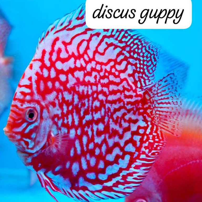 Jual Red Stardust Discus - Enhanced Edition | Shopee Indonesia