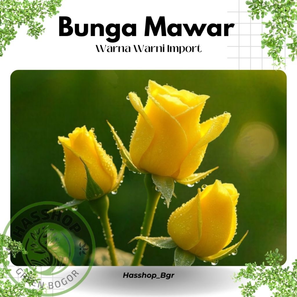 Jual BUNGA MAWAR WANGI TANAMAN BUNGA MAWAR IMPOR BERBUNGA KNOP SIAP ...