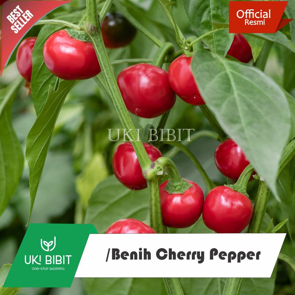 Jual ( 5 Butir ) Benih Biji Cherry Pepper Cabe Ceri | Cabai Cherry ...