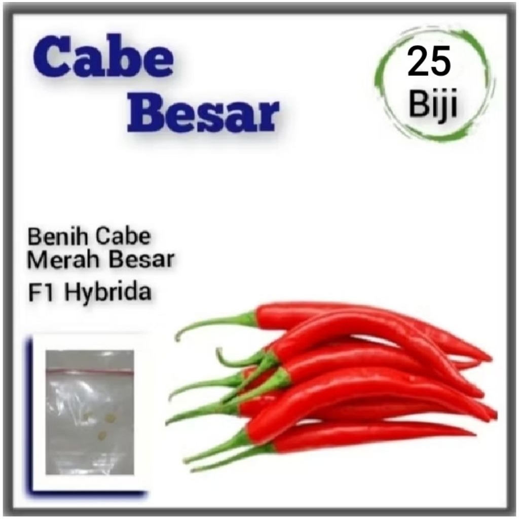 Jual Benih Cabe Merah Besar Hibrida Darmais Bibit Tanaman Cabai Super ...
