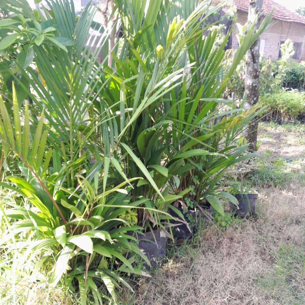 Jual bibit palem merah tinggi -+ 1m-1,5m daun rimbun | Shopee Indonesia