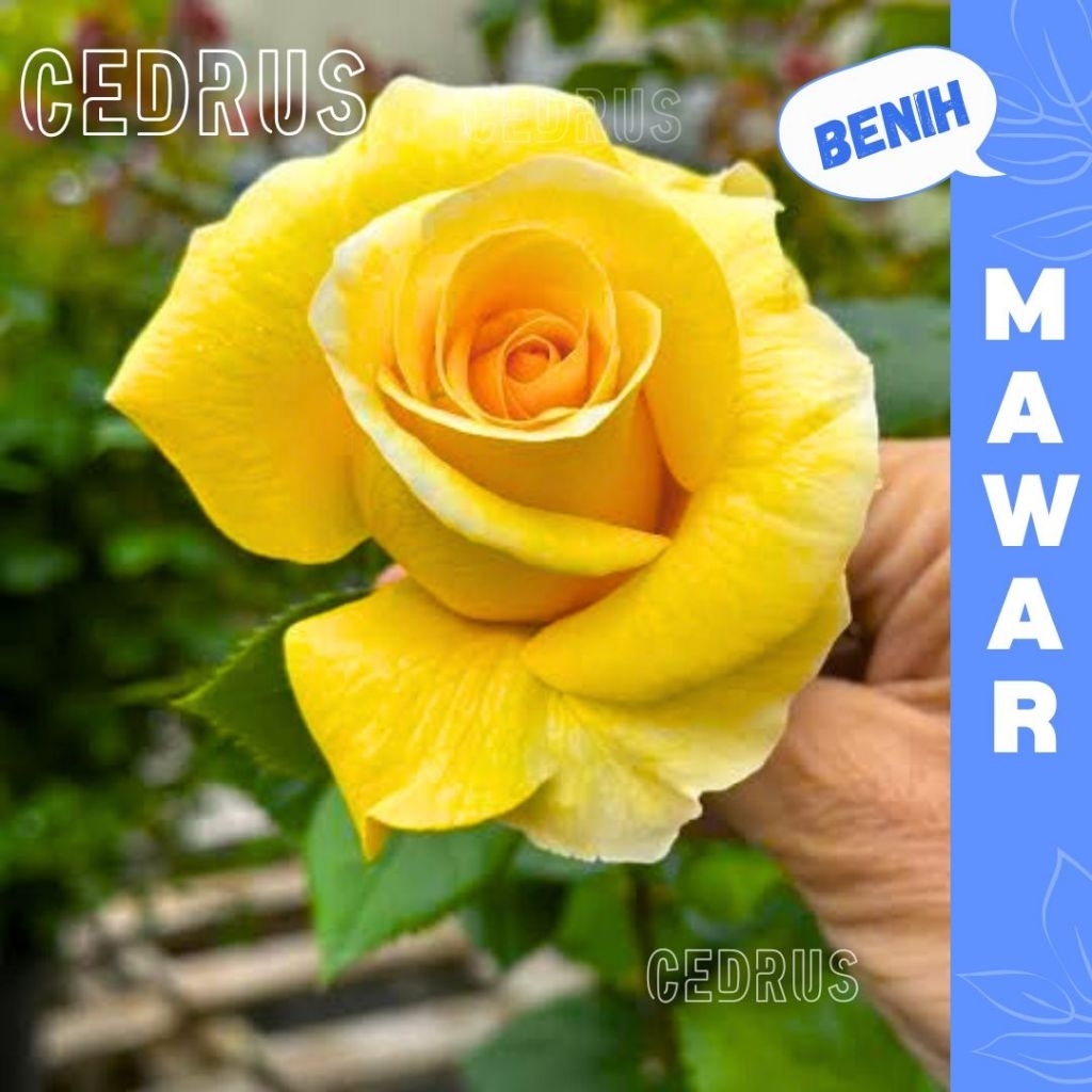 Jual Benih MAWAR YELLOW Biji Bibit Bunga Rose Kuning Import | Shopee ...
