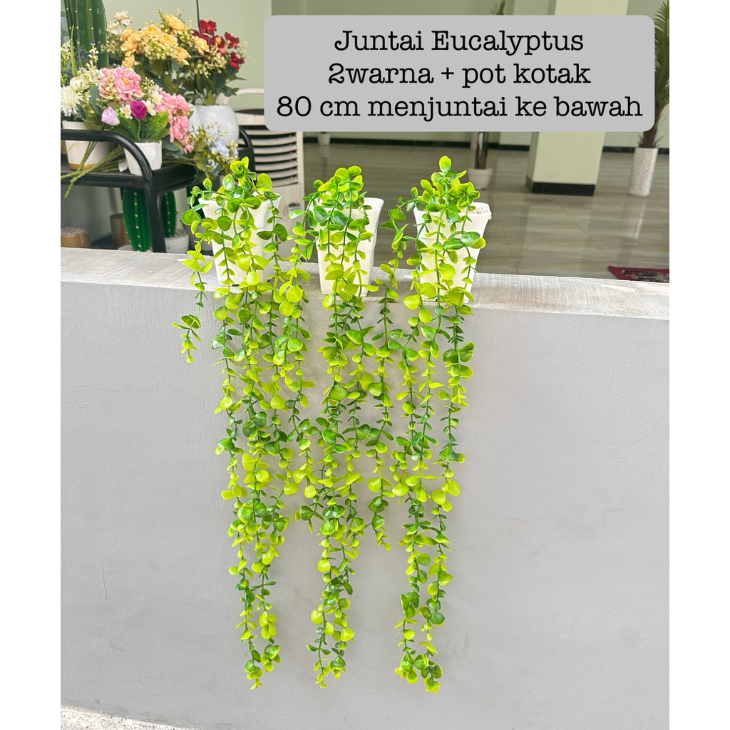Jual Juntai Daun Eucalyptus Panjang+ POT KOTAK (SUDAH TERMASUK POT ...