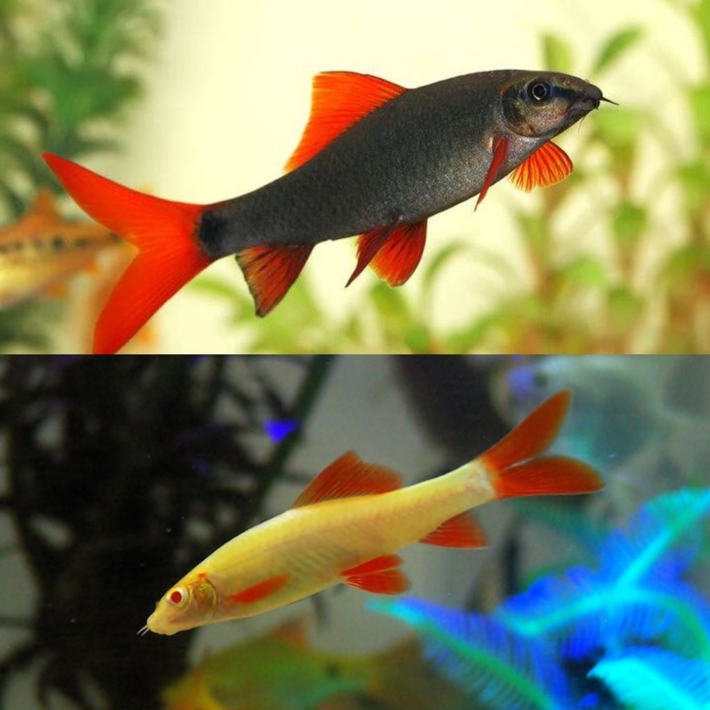 Jual [Chan Aquatic] Ikan Hias Redfin Black Redfin Albino Hiasan ...