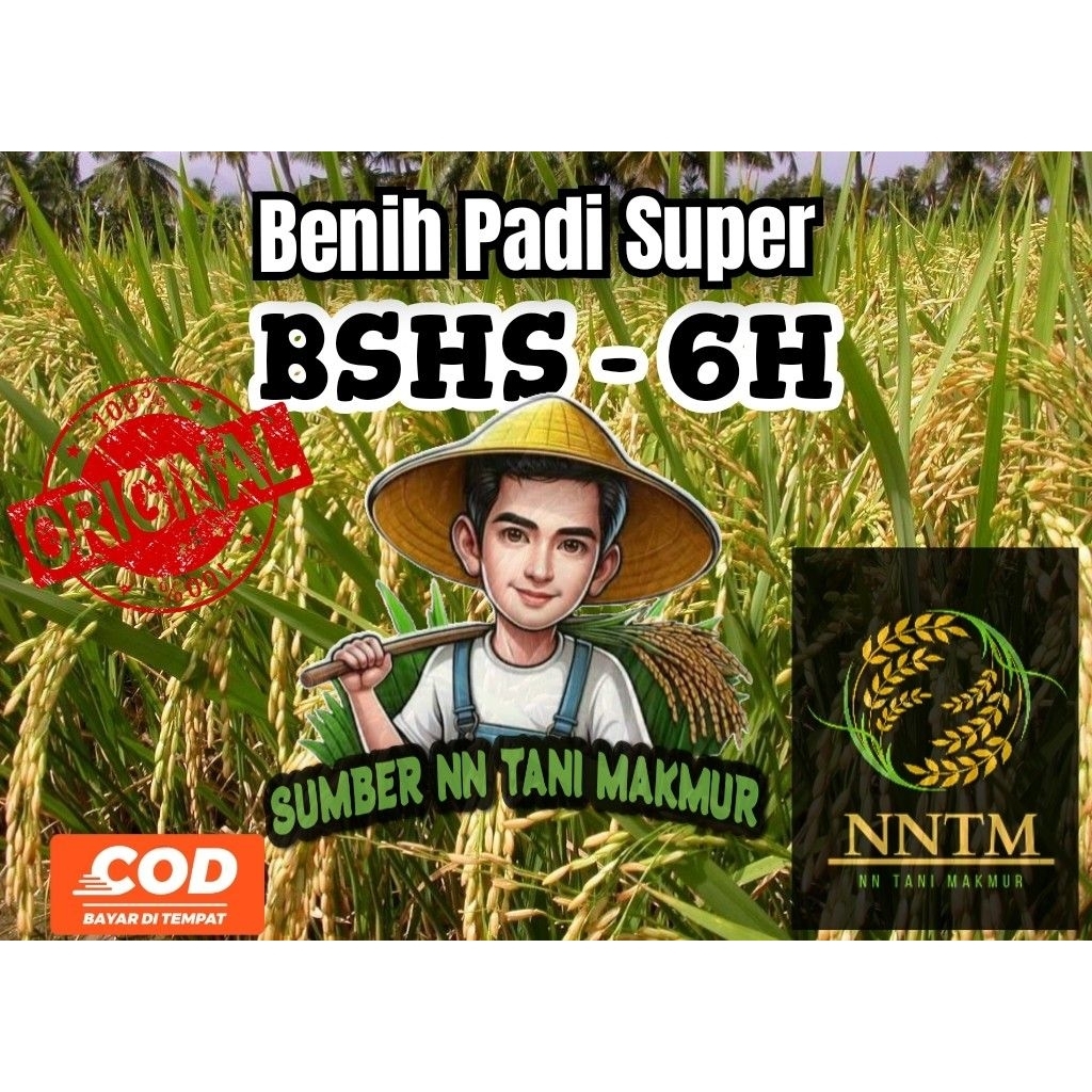 Jual BENIH PADI Super Hibrida Sterling BSHS 6H (2 KG) | Shopee Indonesia