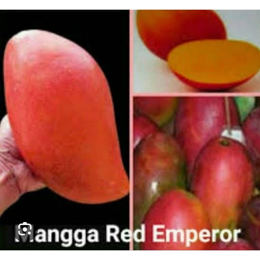 Jual entres mangga red emperor | Shopee Indonesia