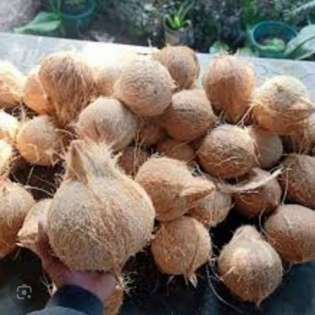 Jual buah kelapa tua segar buat santan buah kelapa fresh per 1 pcs | Shopee Indonesia