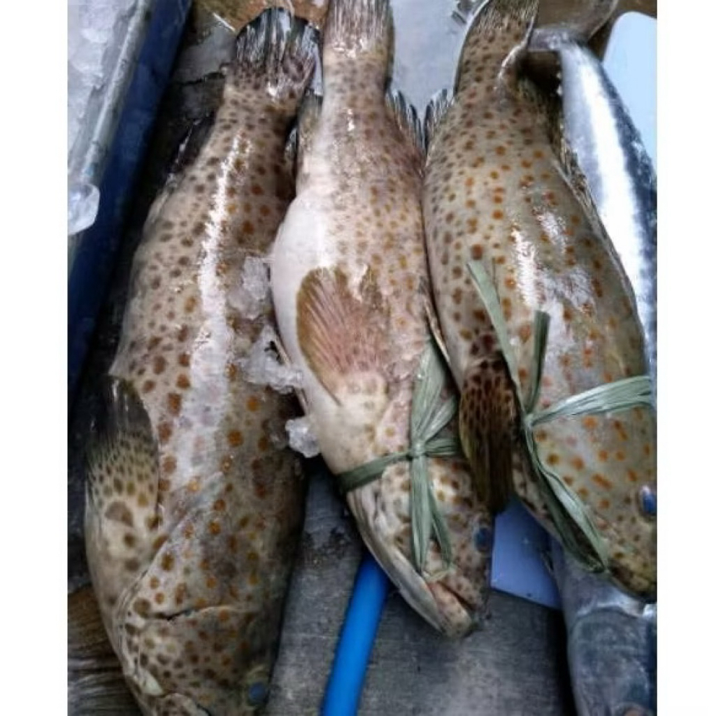 Jual IKAN KERAPU SUPER/IKAN KERAPU BESAR Segar / Ikan Laut Segar 1 kg ...