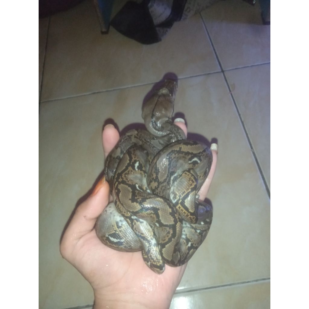 Jual baby retic jawa | Shopee Indonesia