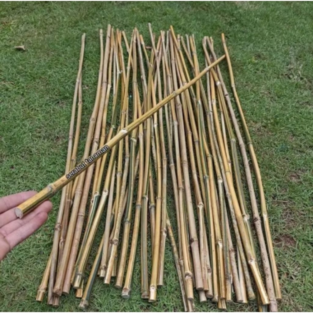 Jual bambu mini panjang 100 cm | Shopee Indonesia