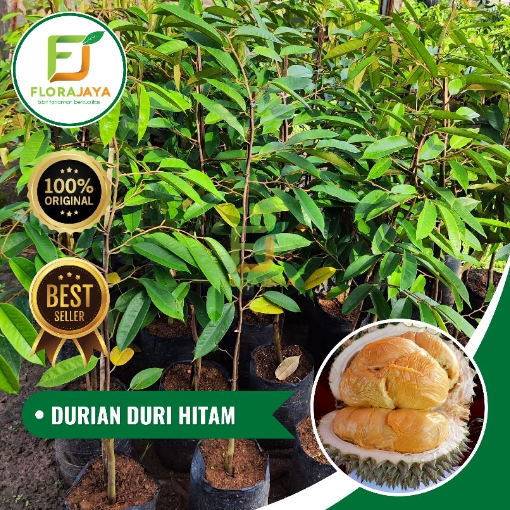 Jual BIBIT DURIAN DURI HITAM / OCHEE / BLACK THORN OKULASI | Shopee ...