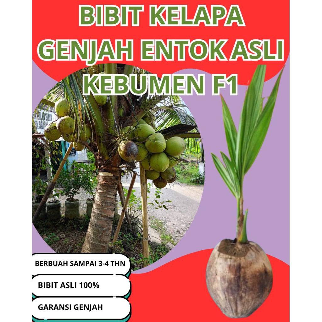 Jual SUDAH DIKUPAS !! Bibit Buah Kelapa Genjah Hibrida F1, Bibit Buah ...