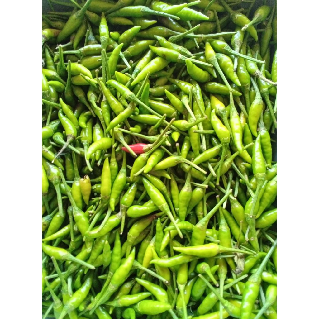 Jual cabai rawit hijau lalap cabe 100 g sayur segar jogja | Shopee ...