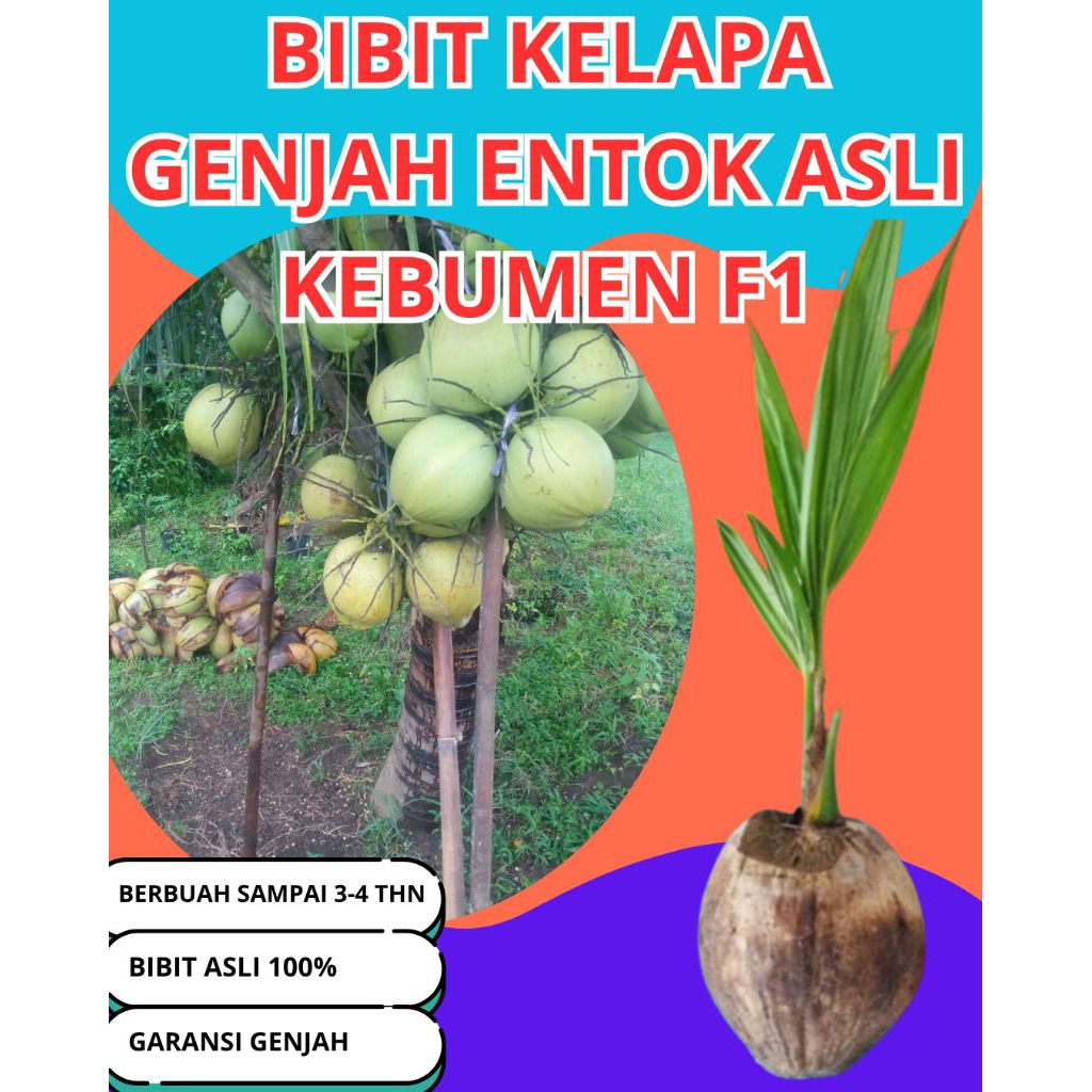 Jual 100% ASLI !! Bibit Buah Kelapa Genjah Entok Unggul F1, Bibit Buah ...