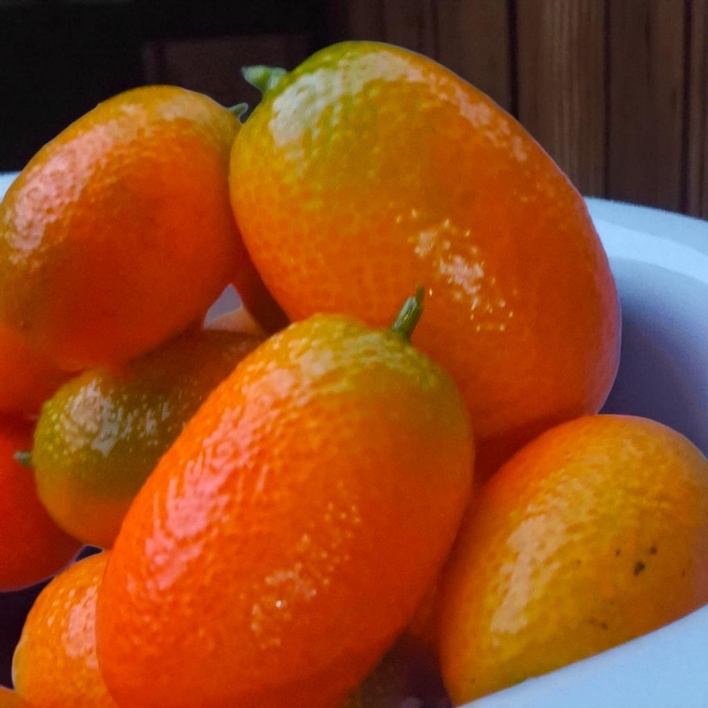 Jual Jeruk Nagami Fresh dari Petik 500 gram | Sensasi Rasa Unik, Kulit ...