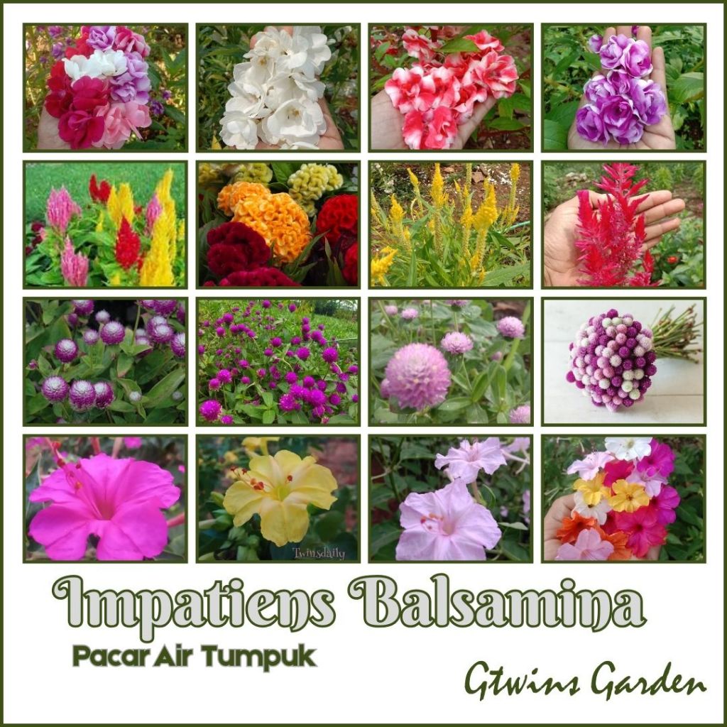 Jual GG | Aneka Benih Bunga Kenop, Pukul 4, Pacar air, Celosia Pilih ...