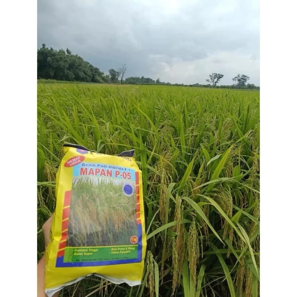 Jual BENIH PADI MAPAN HIBRIDA-BENIH MAPAN P05 ORIGINAL-PADI MAPAN P05 ...