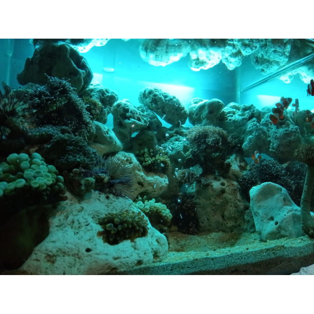 Jual batu coral hiasan aquarium | Shopee Indonesia