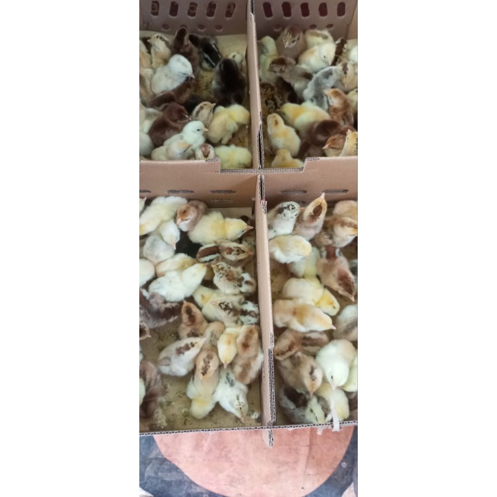 Jual DOC AYAM KAMPUNG ASLI KUB 2 JANAKA | Shopee Indonesia