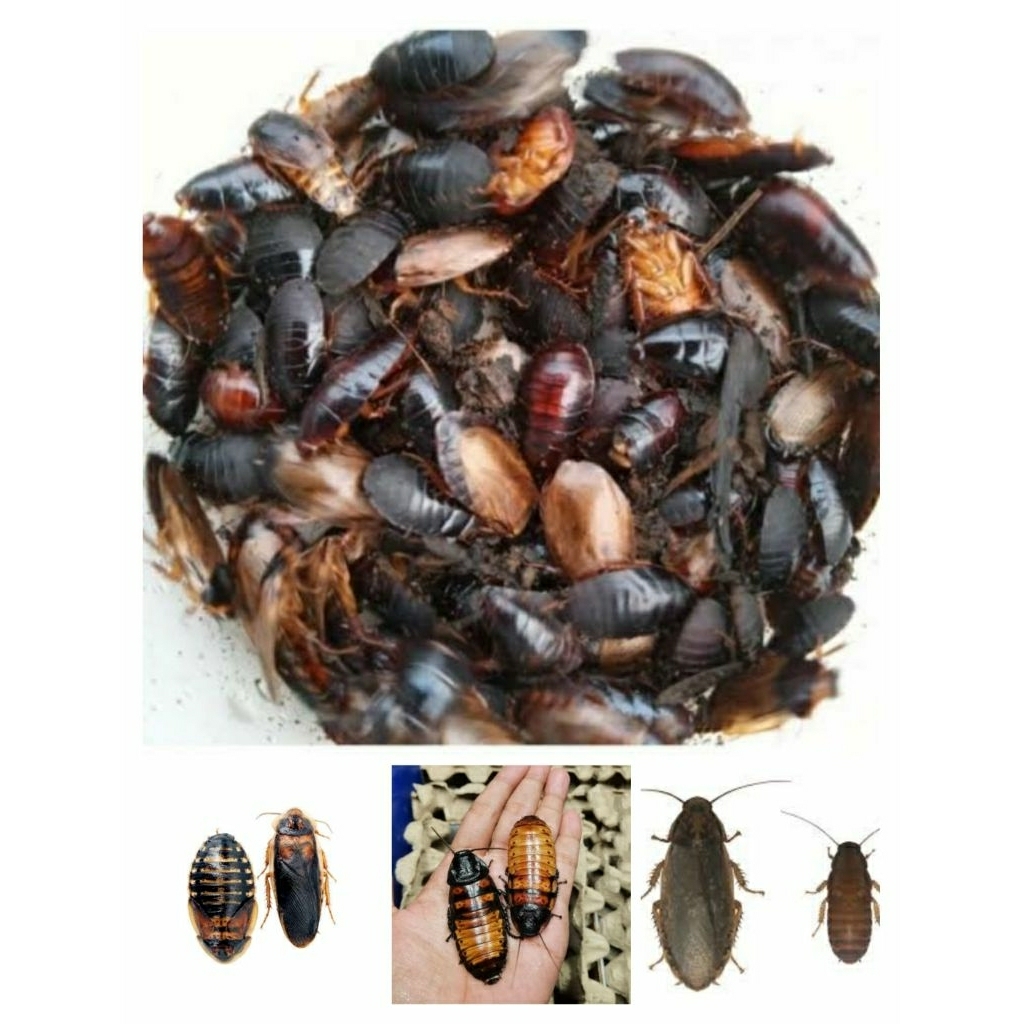 Jual BERBAGAI MACAM JENIS KECOA SIZE PAKAN DAN INDUKAN SIAP BREEDING ...