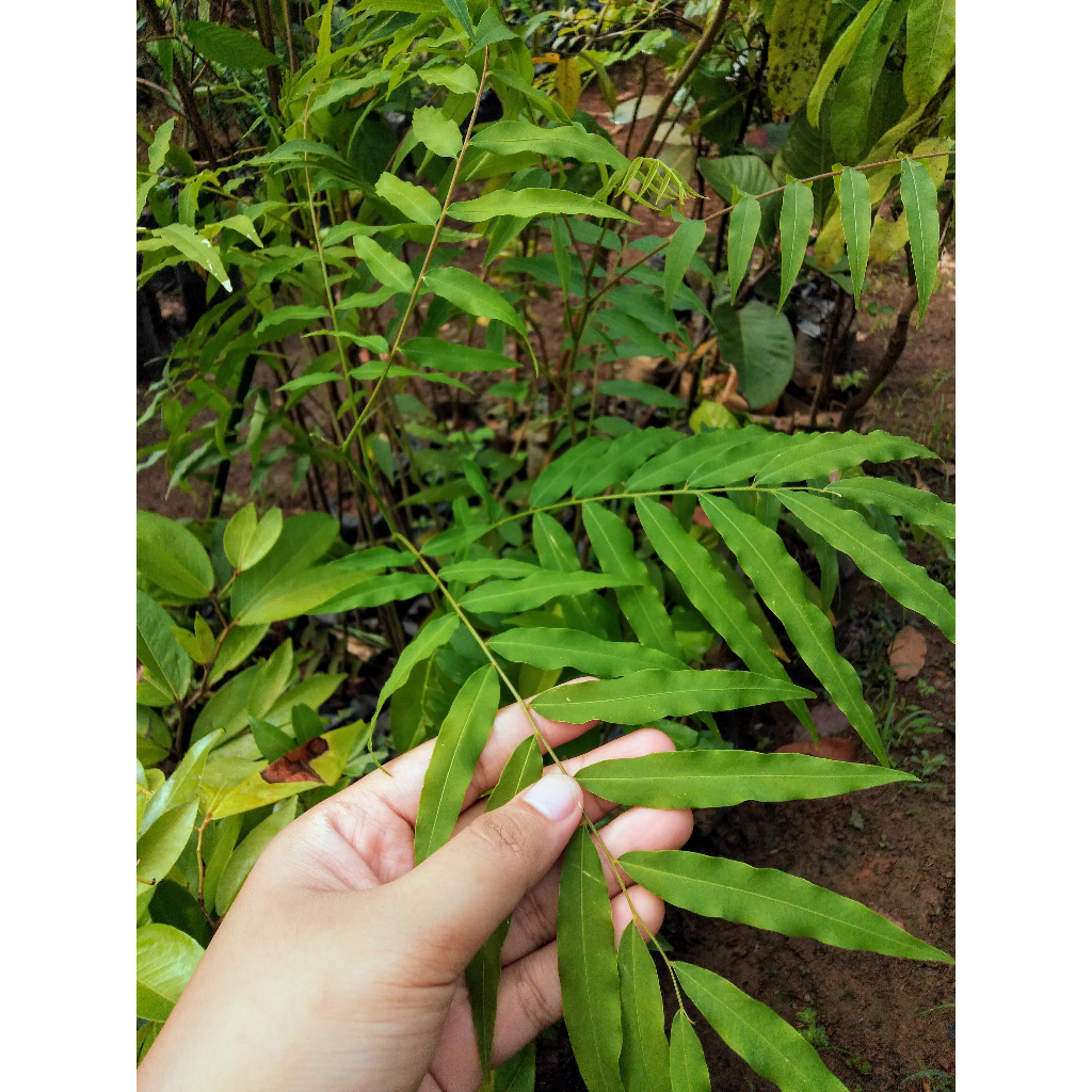 Jual Bibit Tanaman Lerak - Tanaman Deterjen Alami - Siap Tanam | Shopee ...