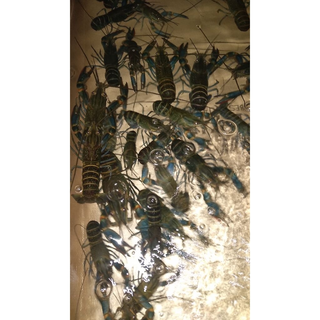 Jual KHUSUS REGULER LOBSTER TAWAR 1SET UK 4IN S,D 5INC ISI 10EKOR ...