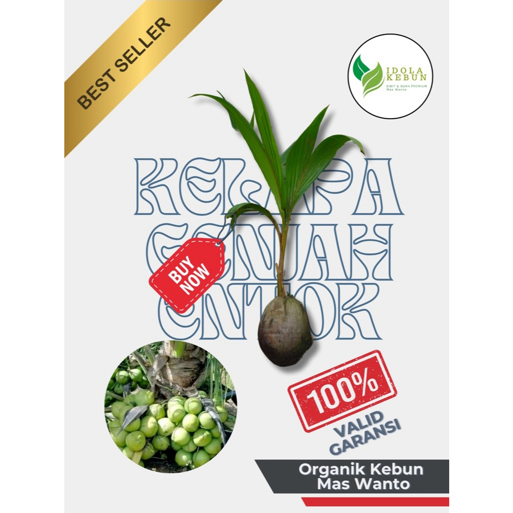 Jual BIBIT KELAPA GENJAH ENTOK SUPER GENJAH PENDEK BERBUAH SUPER UNGGUL ...