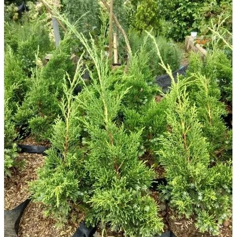 Jual Tanaman Cemara Papua / Cemara Pua Pua / Cupressus Papuanus uk ...