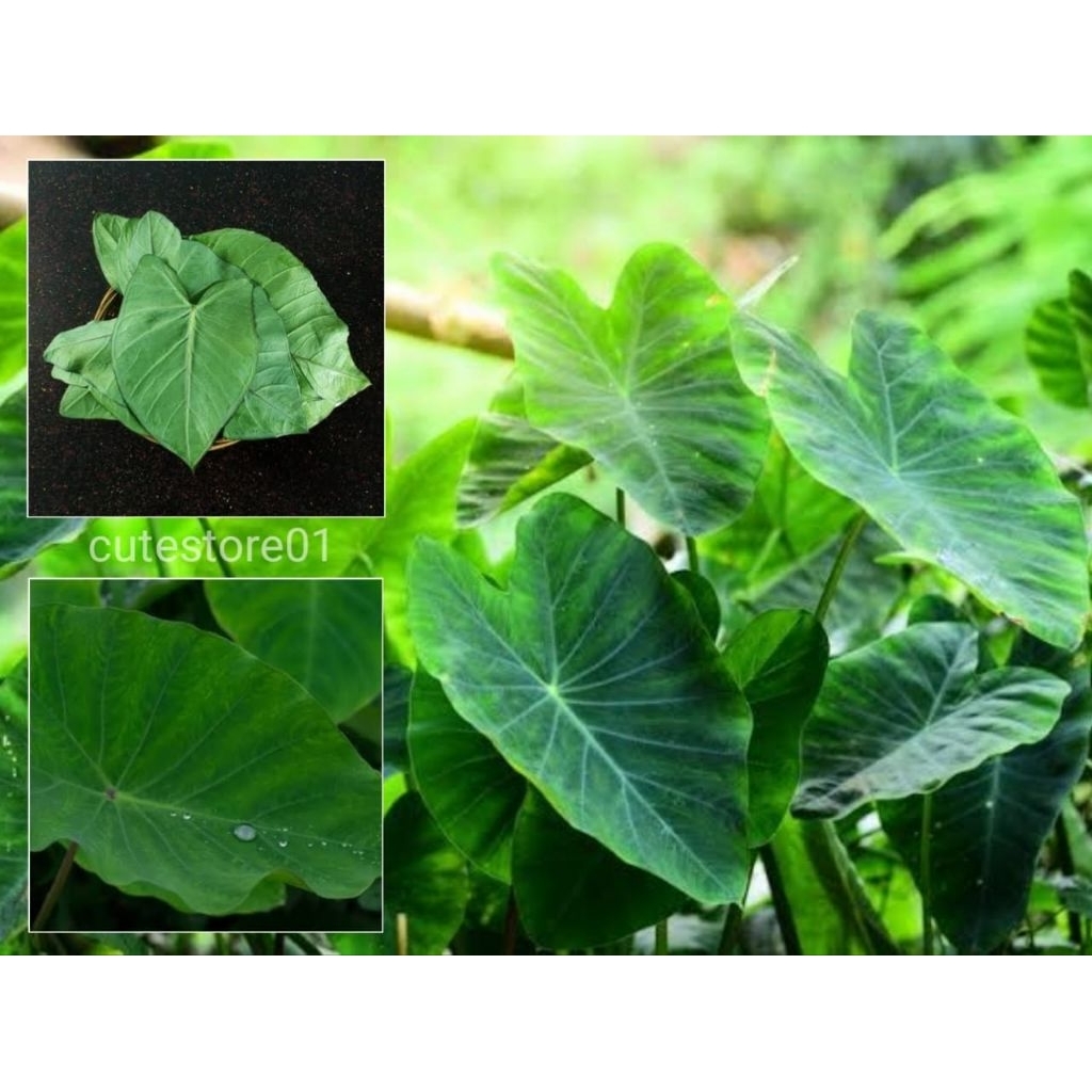 Jual Daun Talas 20 Lembar | Shopee Indonesia