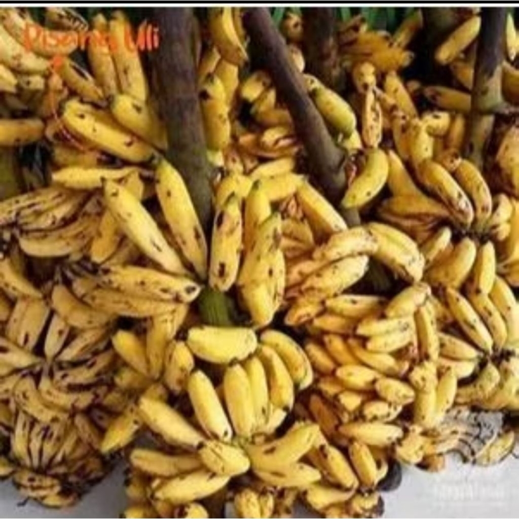 Jual Pisang All Variant (Ambon,Lampung,Uli,Nangka,Kepok,Emas,Siam,Raja ...