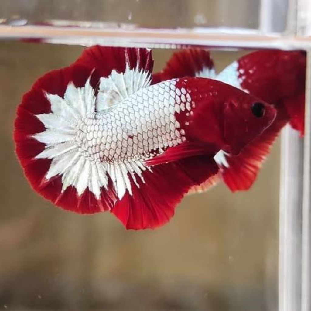 Jual Cupang Plakat FCCP Fancy Cooper Plakat | Shopee Indonesia