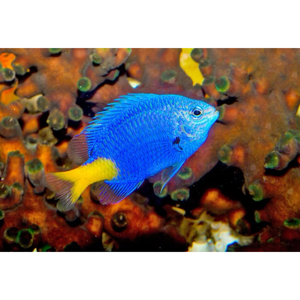 Jual ikan hias betok bluestar air laut | Shopee Indonesia
