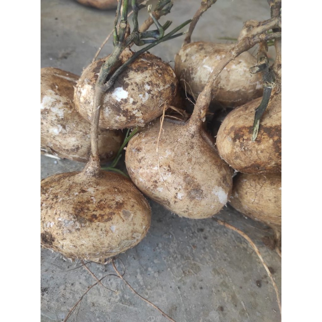 Jual bengkoang per 1 kg | Shopee Indonesia
