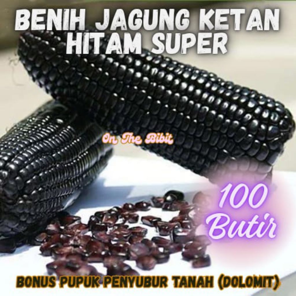 Jual Benih jagung ketan hitam isi 100 biji (bonus pupuk Dolomit ...