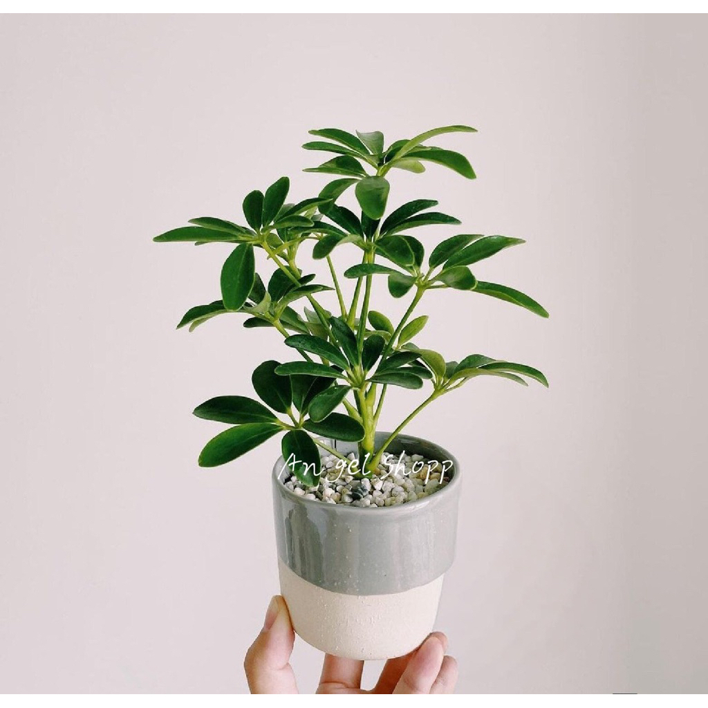 Jual Tanaman Hias Walisongo Daun Hijau Tinggi 30Cm | Shopee Indonesia