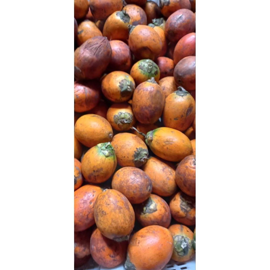 Jual Paket AA 150 biji PINANG EMAS PINANG SELUANG BENIH PINANG BETARA ...