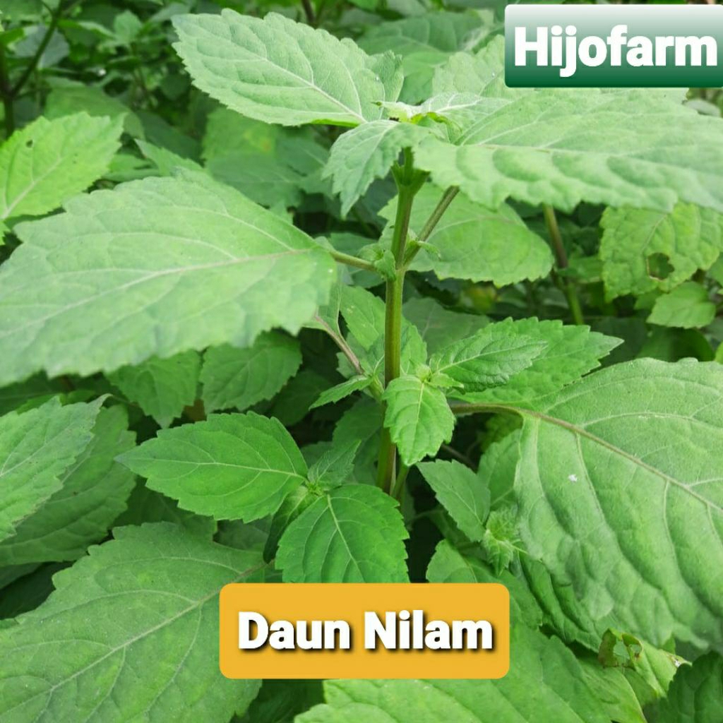 Jual Daun Nilam Segar 100 Gr | Shopee Indonesia