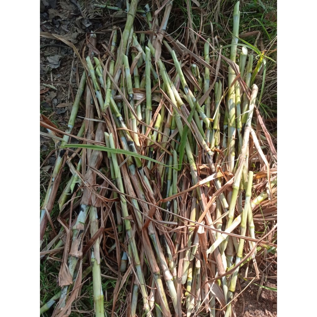 Jual bibit rumput Biovitas BB Biogen 1 kg | Shopee Indonesia
