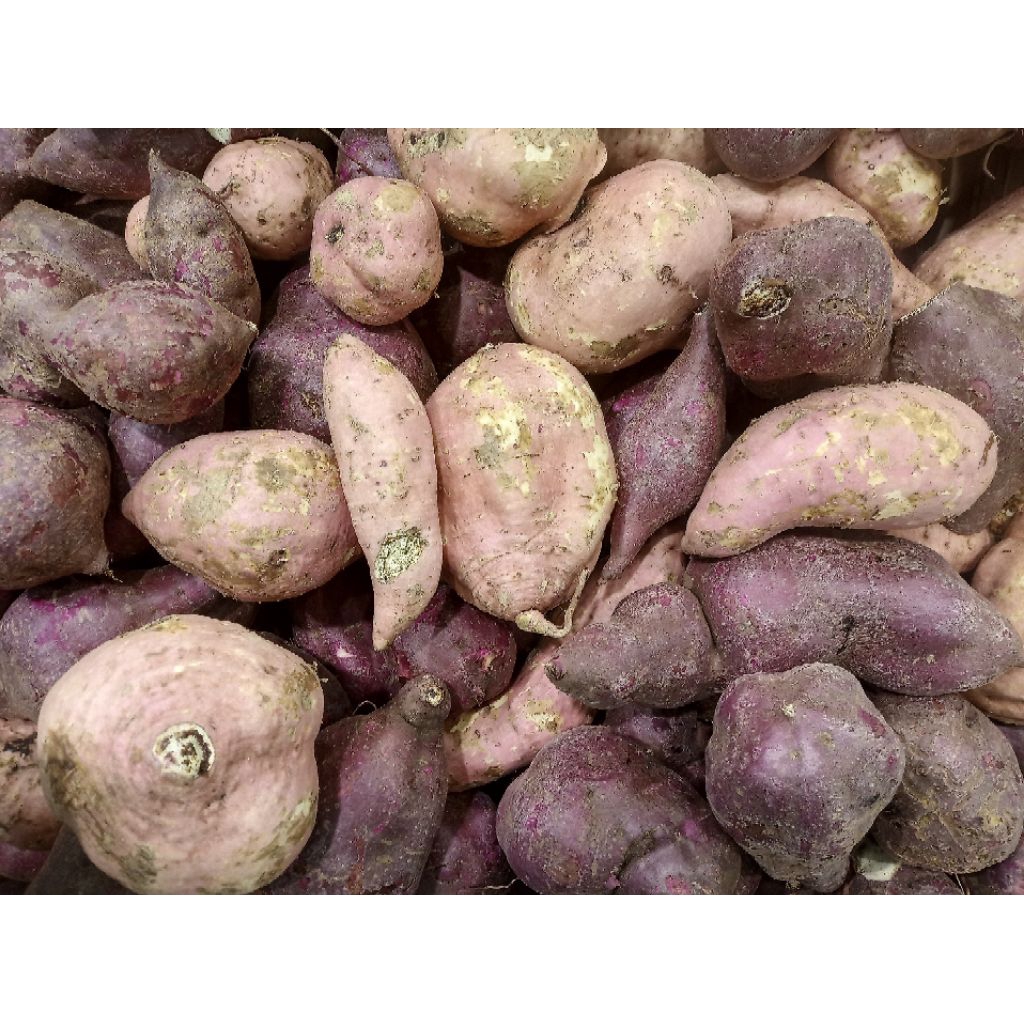 Jual ketela rambat , telo rambat , ubi jalar 1kg | Shopee Indonesia