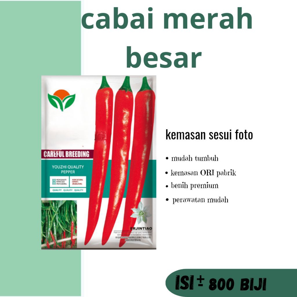 Jual OB-BENIH cabai merah besar,benih cabai merah besar berkualitas ...
