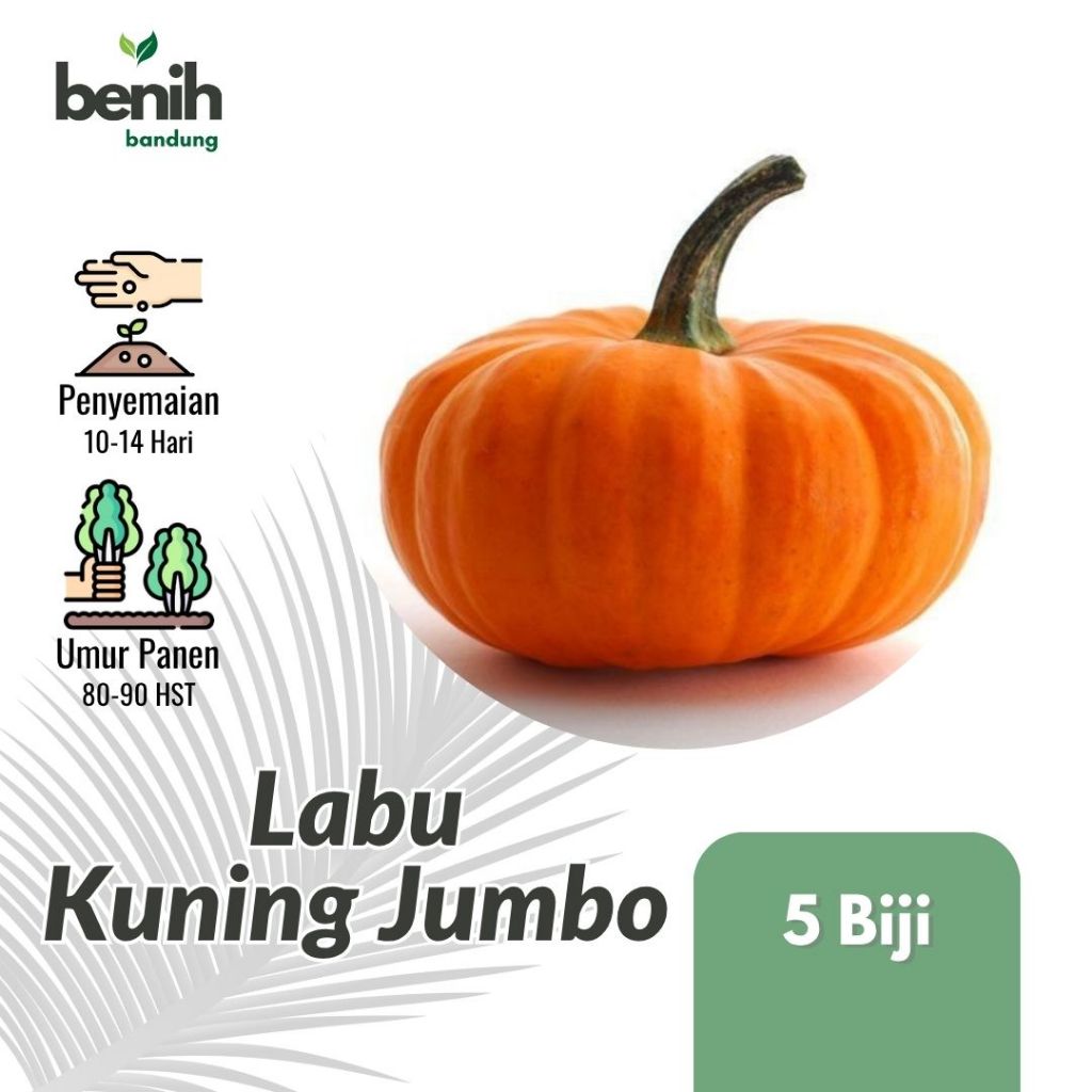 Jual 5 Biji - Benih Labu Kuning Besar Bibit Unggul Ukuran Buah Jumbo ...