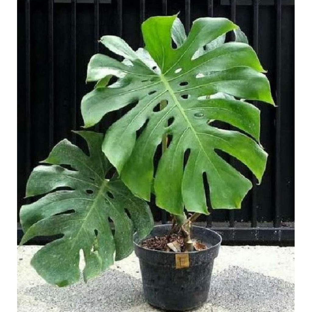 Jual monstera deliciosa hijau super | Shopee Indonesia