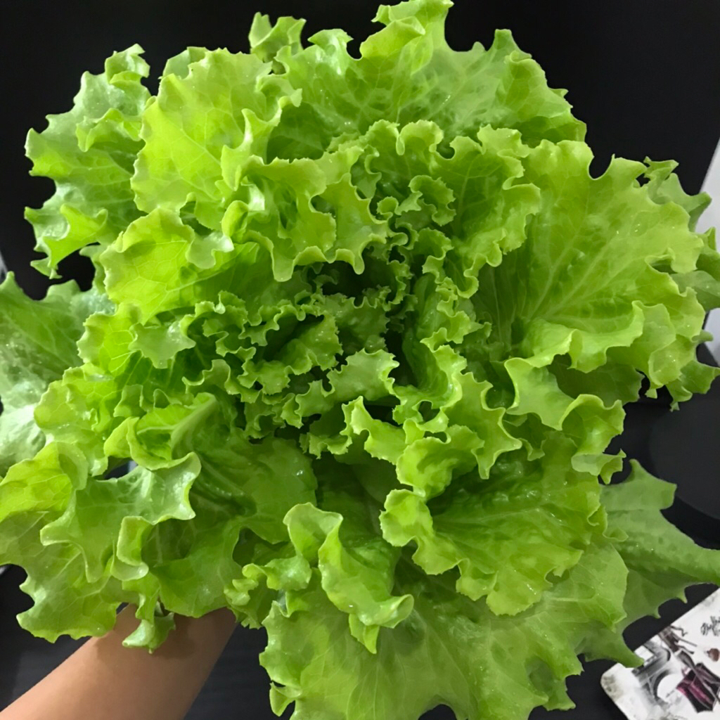 Jual Selada Hidroponik Batavia Always Fresh | Shopee Indonesia