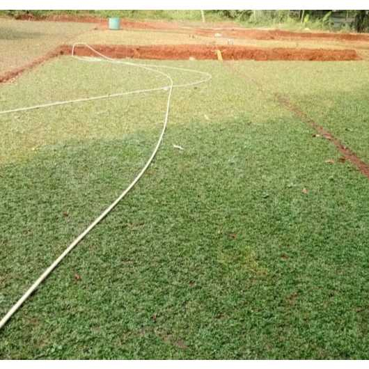 Jual Rumput gajah mini/Rumput mutiara/Rumput taman Ukuran 1M x 1M ...