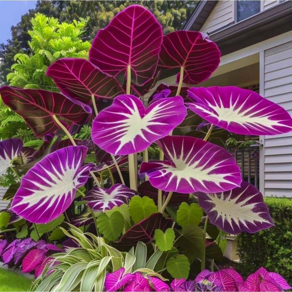 Jual Tanaman Hias Caladium White Purple Bunga Hias Keladi Caladium ...