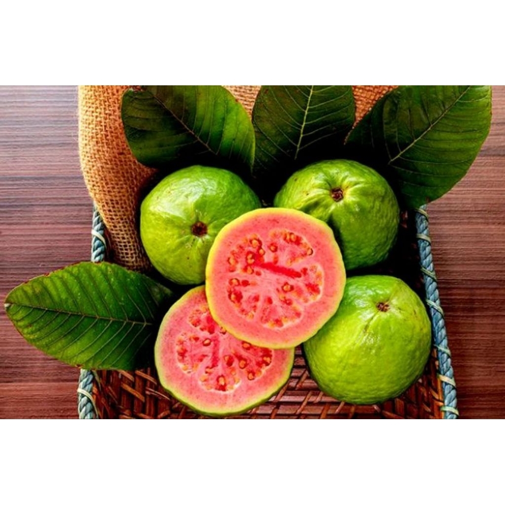 Jual jambu merah jus grade A 1 kg | Shopee Indonesia