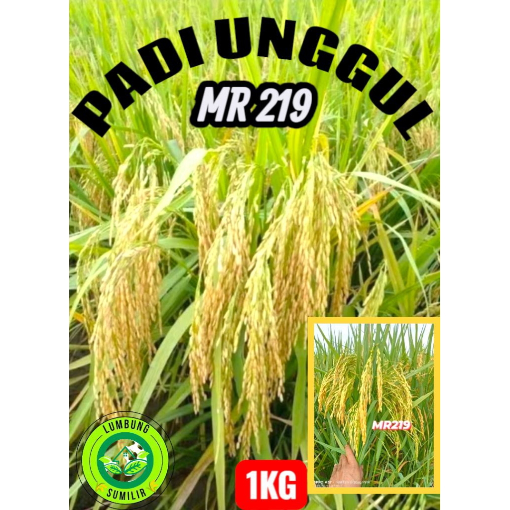 Jual Benih padi unggul MR219 Kemasan 1kg Original | Shopee Indonesia