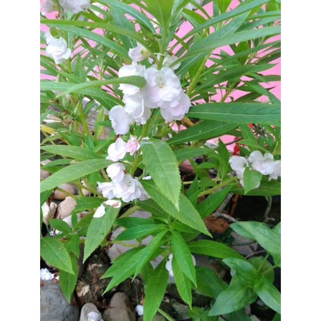 Jual 10 biji benih bunga pacar air putih | Shopee Indonesia